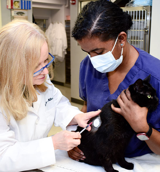 Advanced Medicine - Sutton Animal Hospital